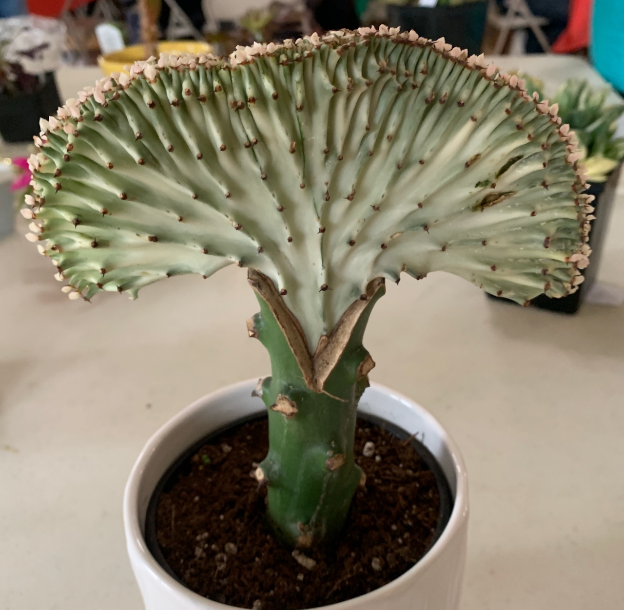 Tom Karwin, on gardening | The diversity of succulents