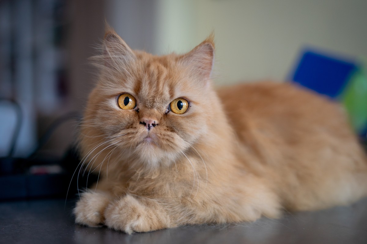 Husband surprises wife with an orange kitten for Christmas and everyone ...