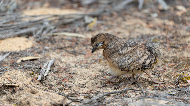 Endangered malleefowl chick saved in 2,000-hectare fire at Wyperfeld ...