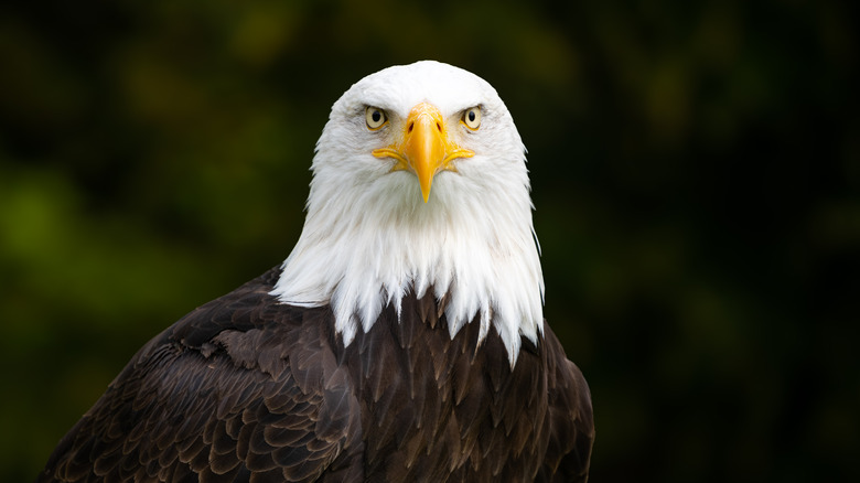 The rules you need to follow if you see a bald eagle in nature