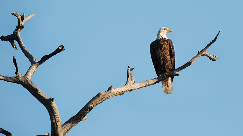 The rules you need to follow if you see a bald eagle in nature