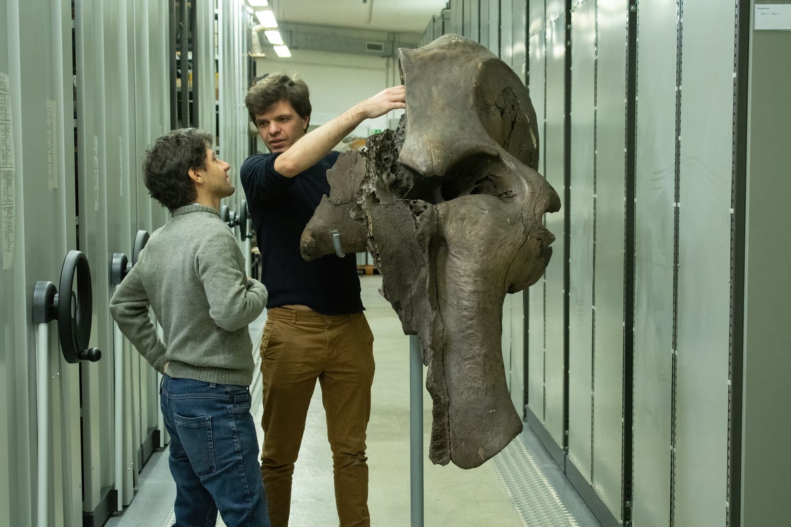 Fossil skulls reveal how well extinct mammals could smell