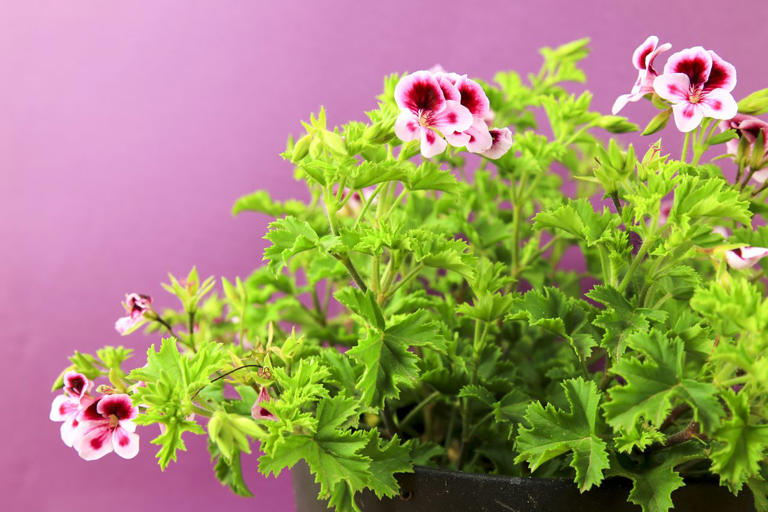 I own dozens of houseplants but this flowering plant brings me the most ...