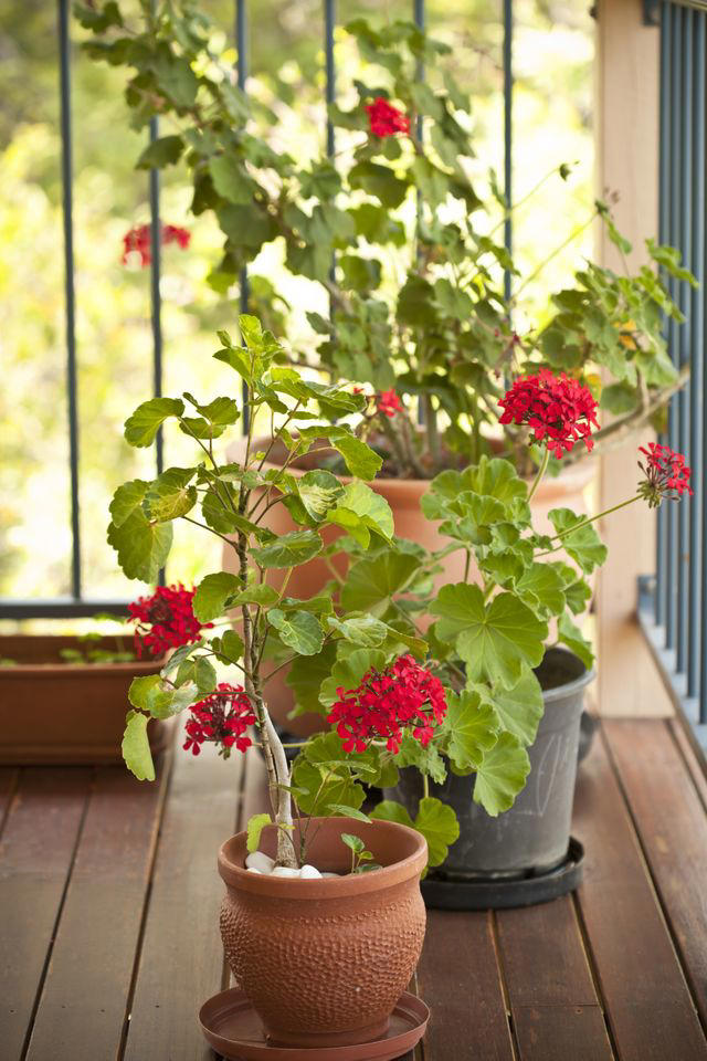 I own dozens of houseplants but this flowering plant brings me the most ...