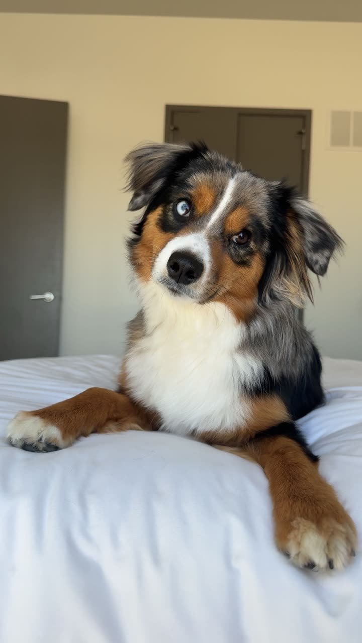 Don't mess with my dog