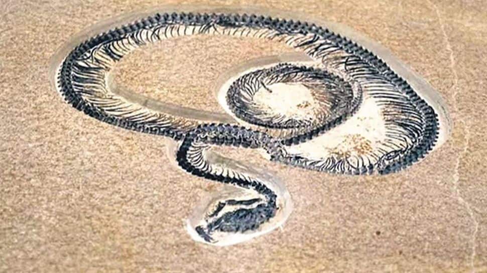 47 million year old, 1000 kg, 50-foot long snake discovered in this ...
