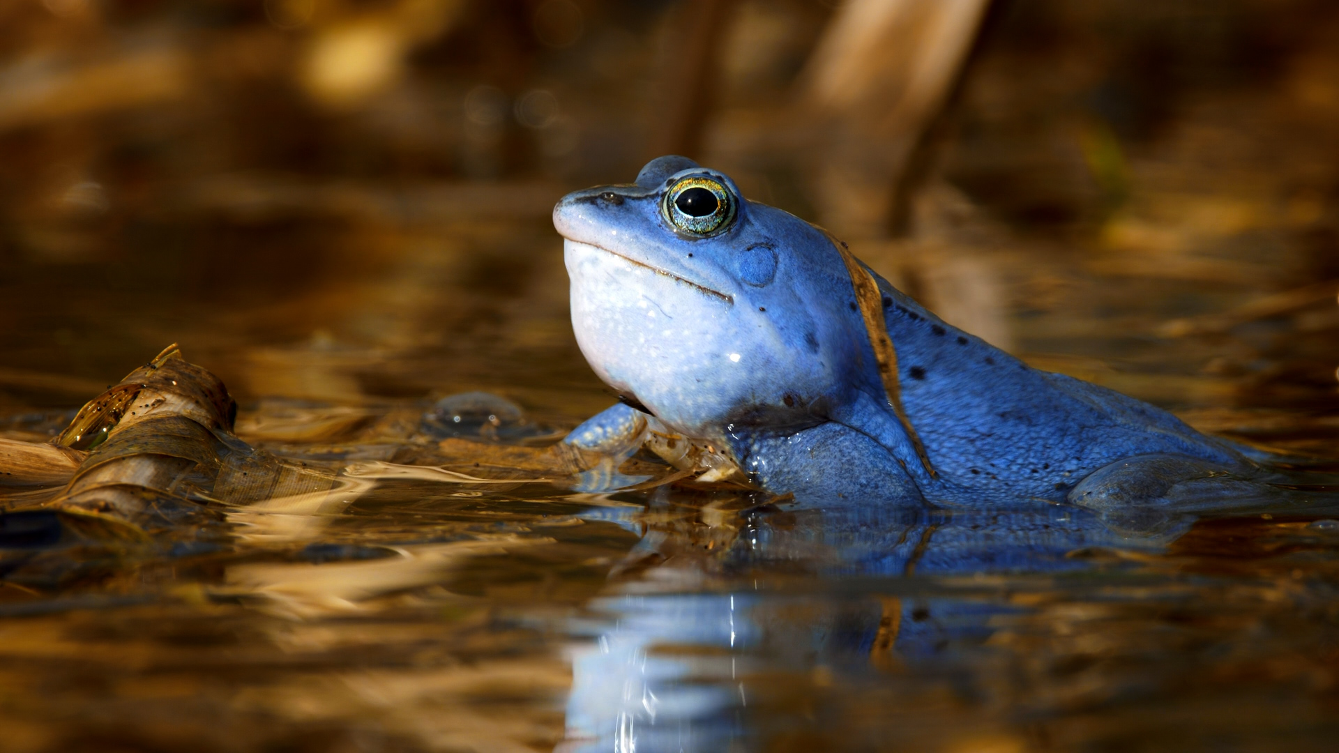 Filmé una rana de los pantanos en superficie