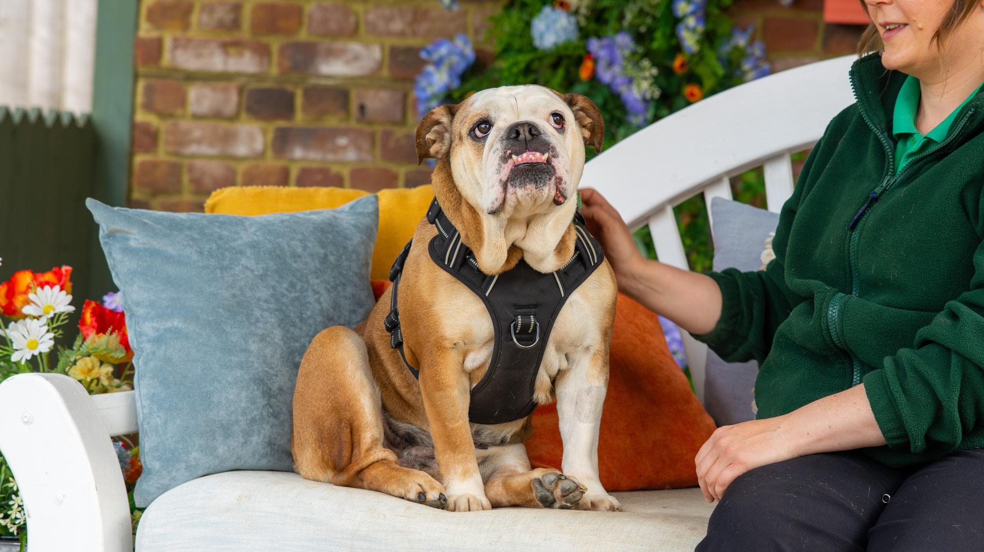 Hit TV show The Dog House looking for Doncaster rescuers to take part