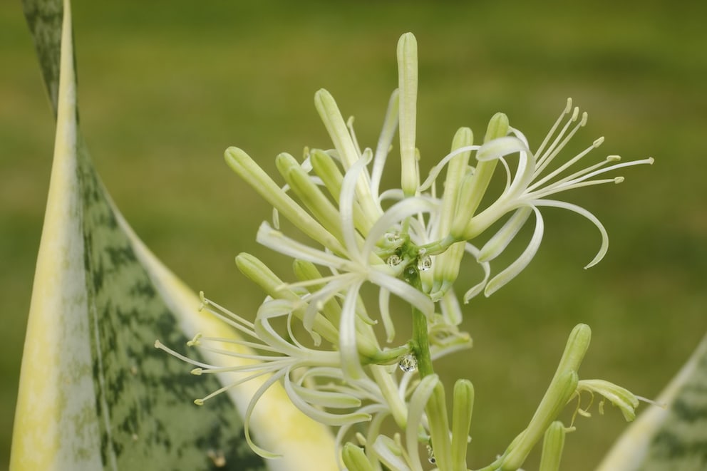 How to make your snake plant bloom