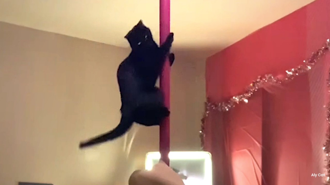 Un gato acapara toda la atención durante una clase de pole dance