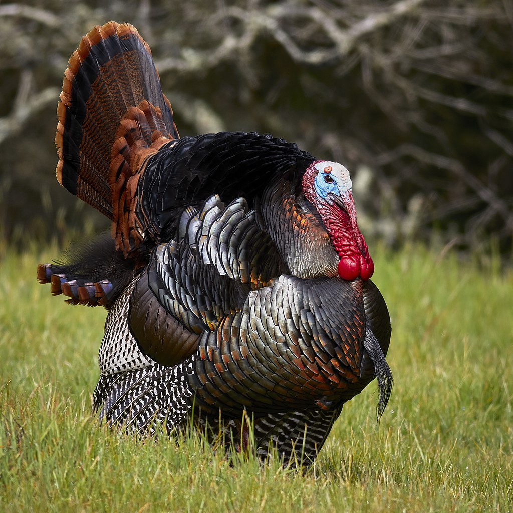 How shotgun weight and balance affect turkey hunting mobility