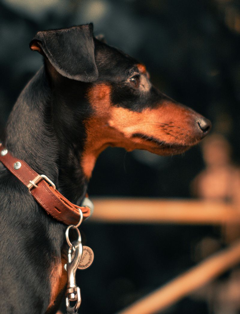 Need a dog that won't bulldoze your furniture? These 10 smaller breeds ...
