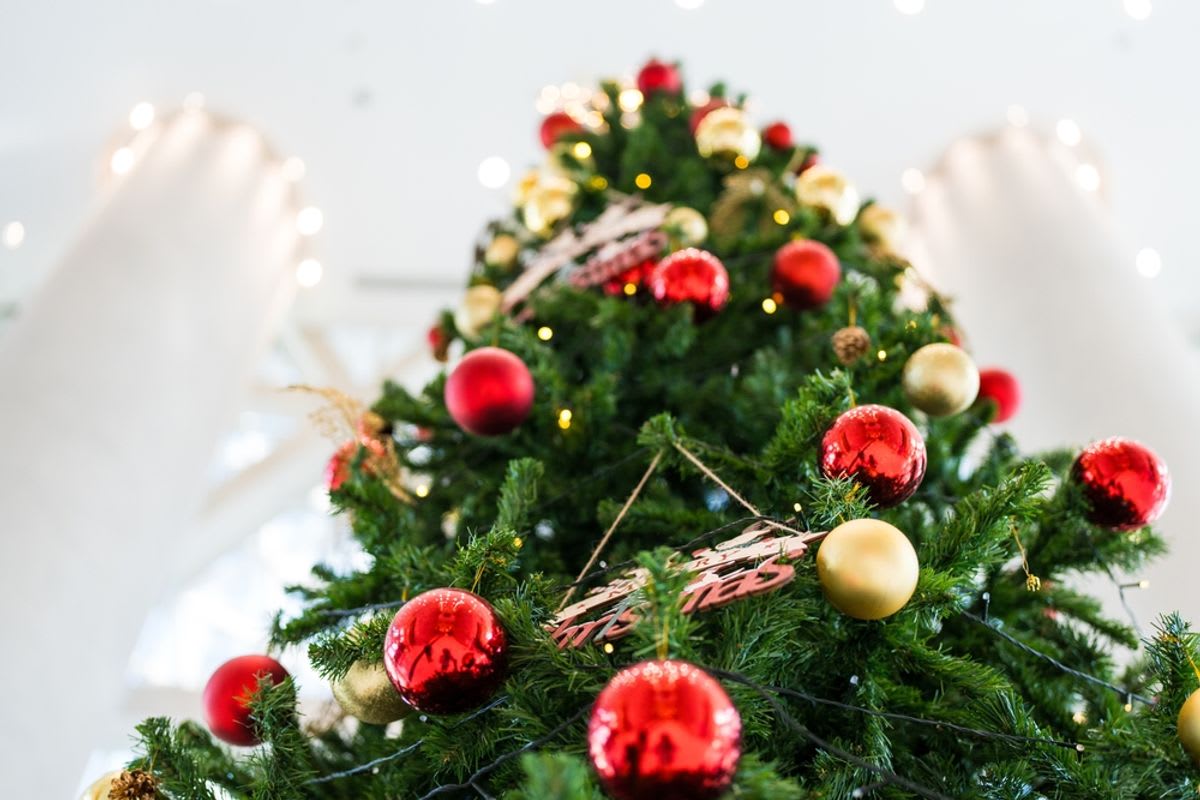 Where is the world’s largest Christmas tree?