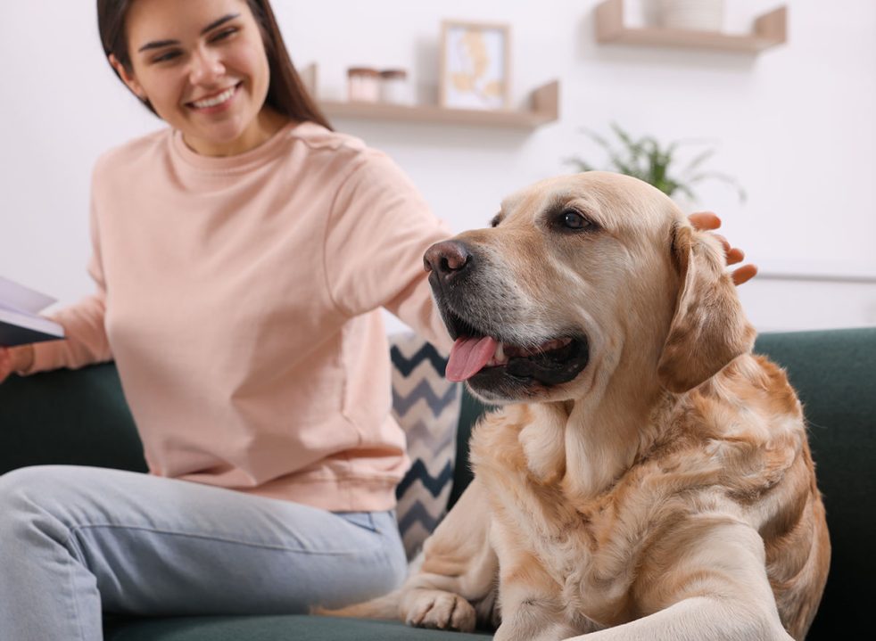 10 dog breeds that rarely act destructive, according to veterinarians