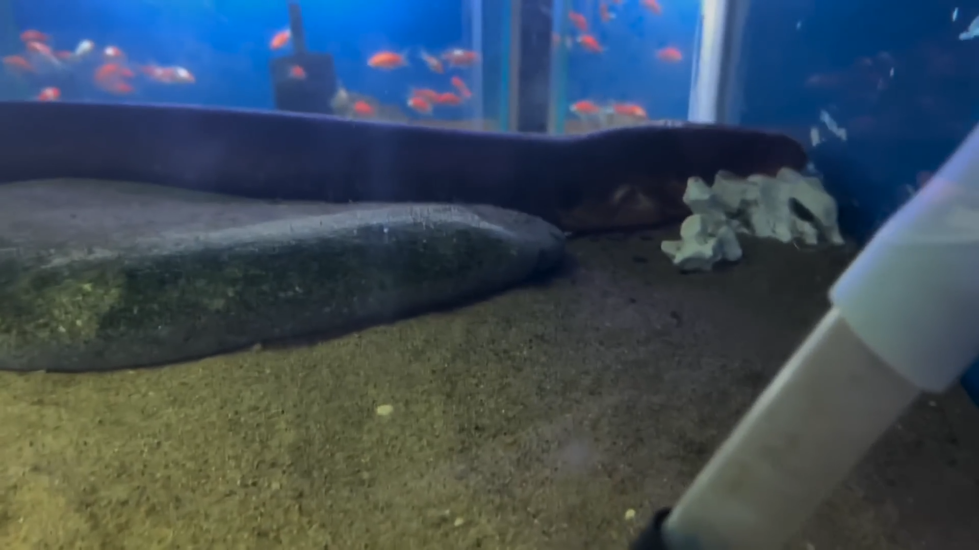 Feeding the world’s deadliest electric eel