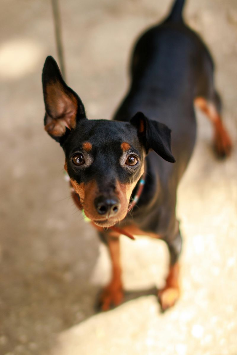 Need a dog that won't bulldoze your furniture? These 10 smaller breeds ...