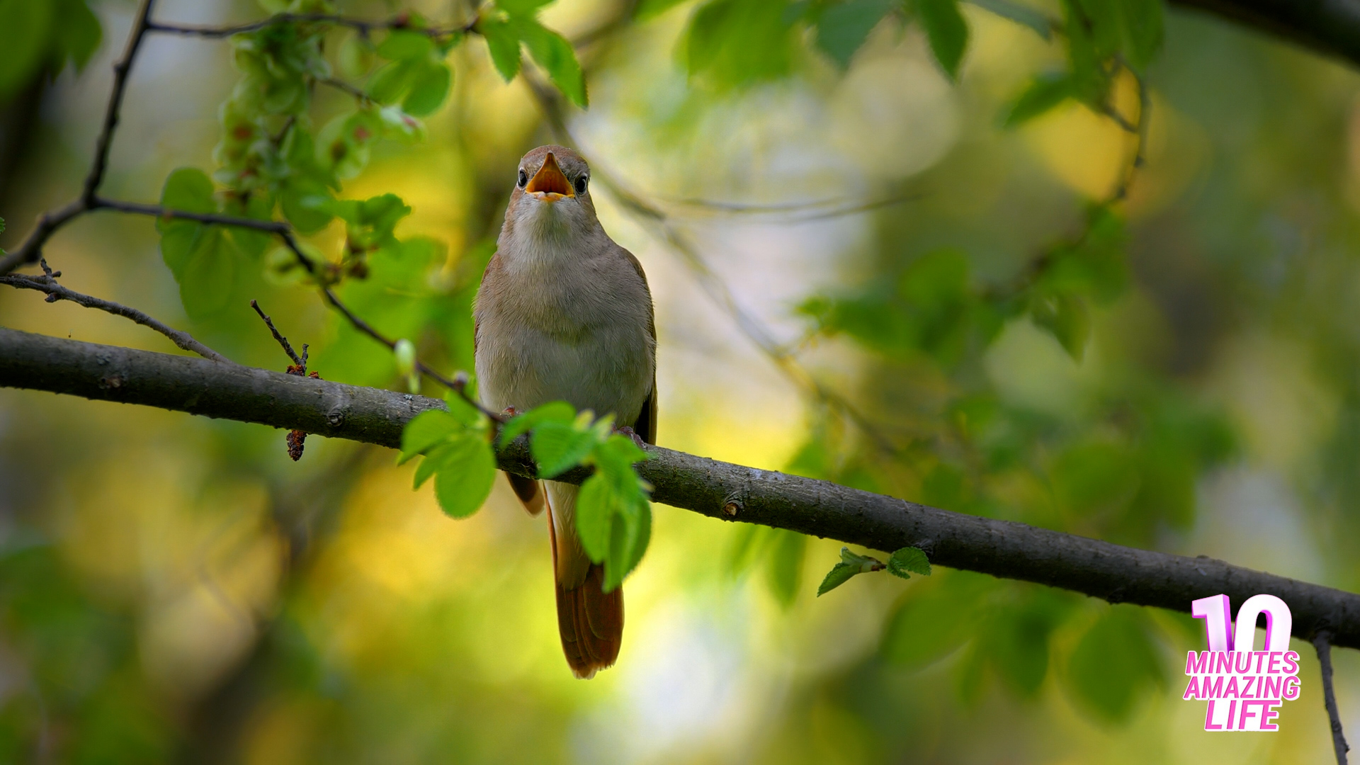 I captured a nightingale singing from a branch