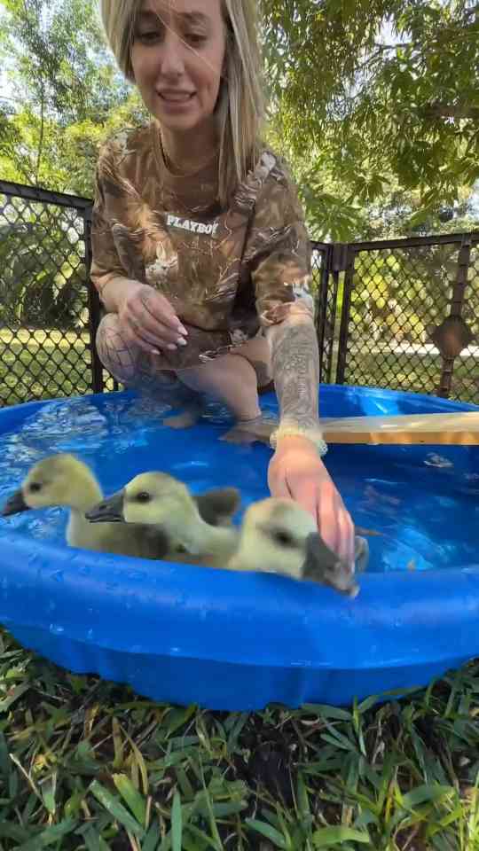 Attack geese in training not even 4 months old!