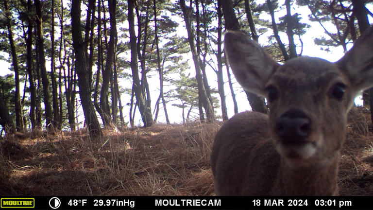 Jeju permits culling of flower deer