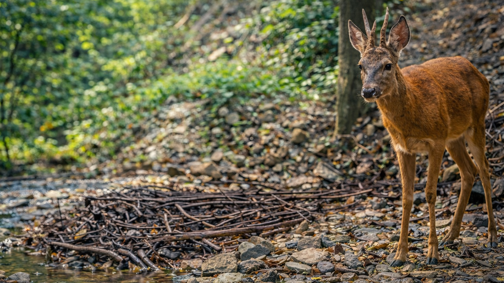 Caught on my trail camera by the river
