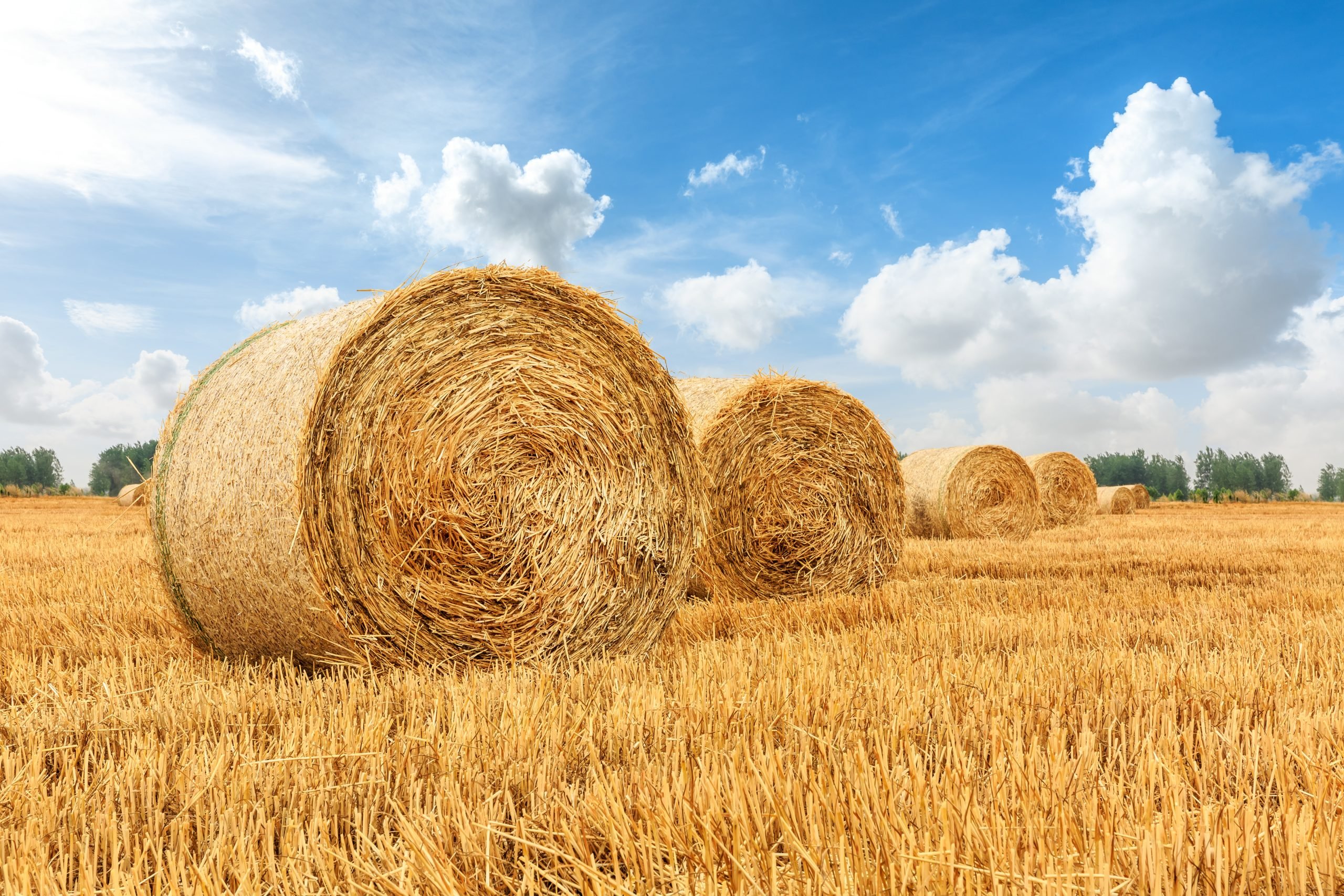 Brazil clears hay exports to Morocco after sanitary talks