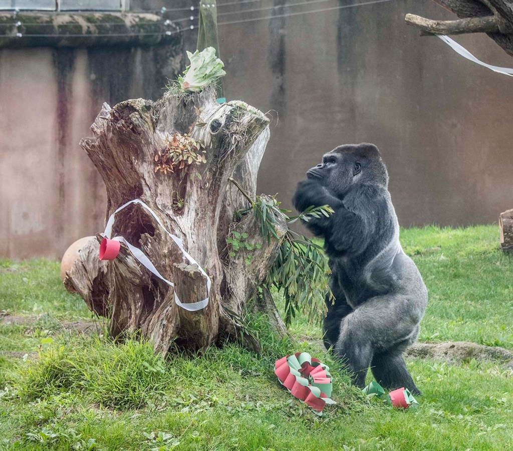 Whether it pours or not, SF Zoo is open Christmas Day - and the animals ...