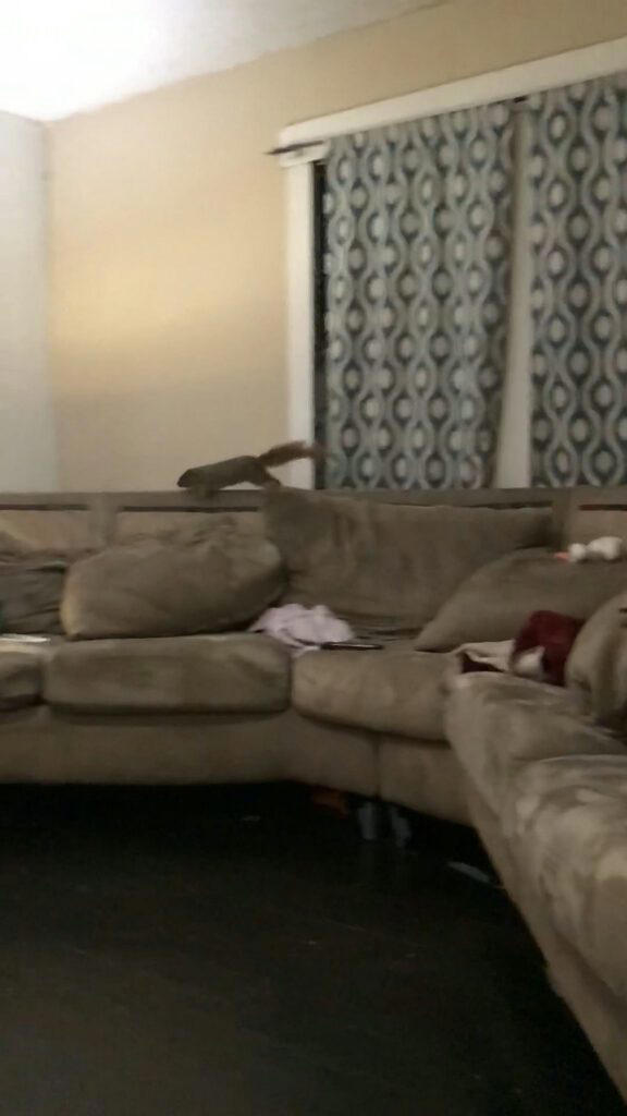 Squirrel hops down chimney and causes Christmas chaos