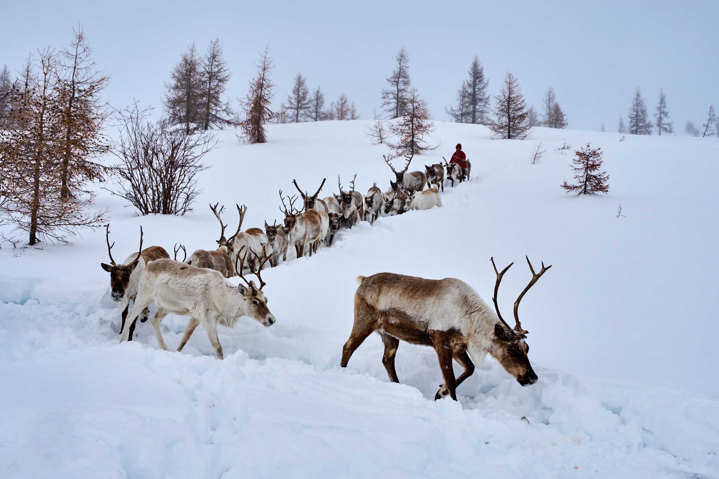 Reindeer population decreasing: How animals are weathering warming holidays