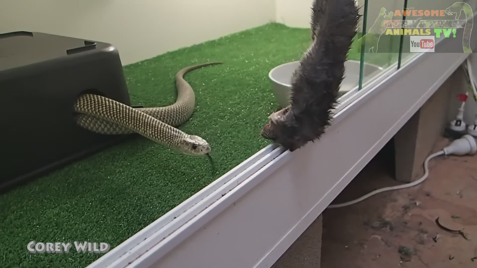 Demonstrating extremely dangerous snake handling practices to avoid