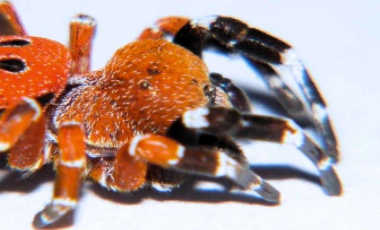 A glimmer of red in Morocco’s wildlands revealed a spider that changes ...