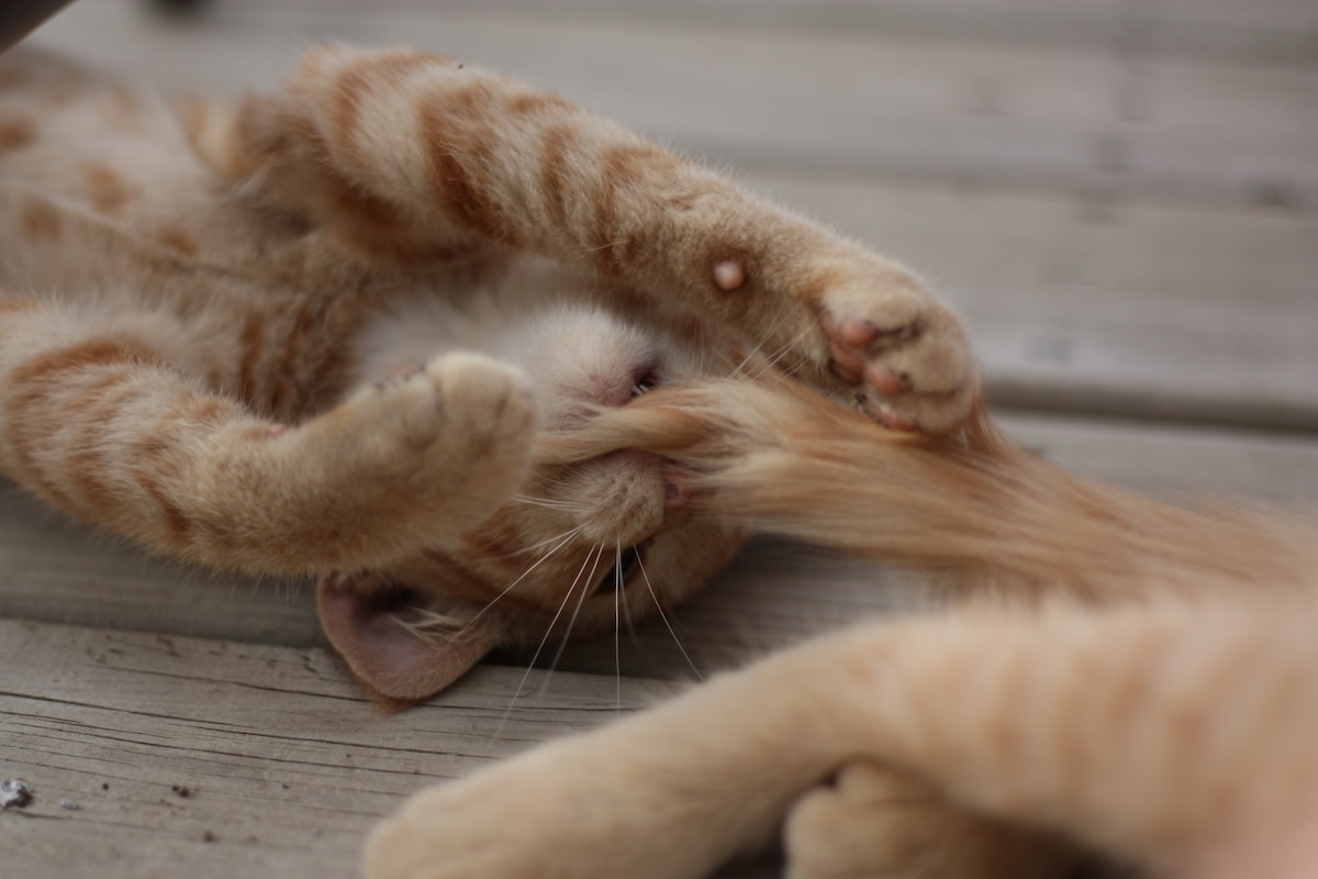 Orange cat’s tail becomes kitten toy in epic twist