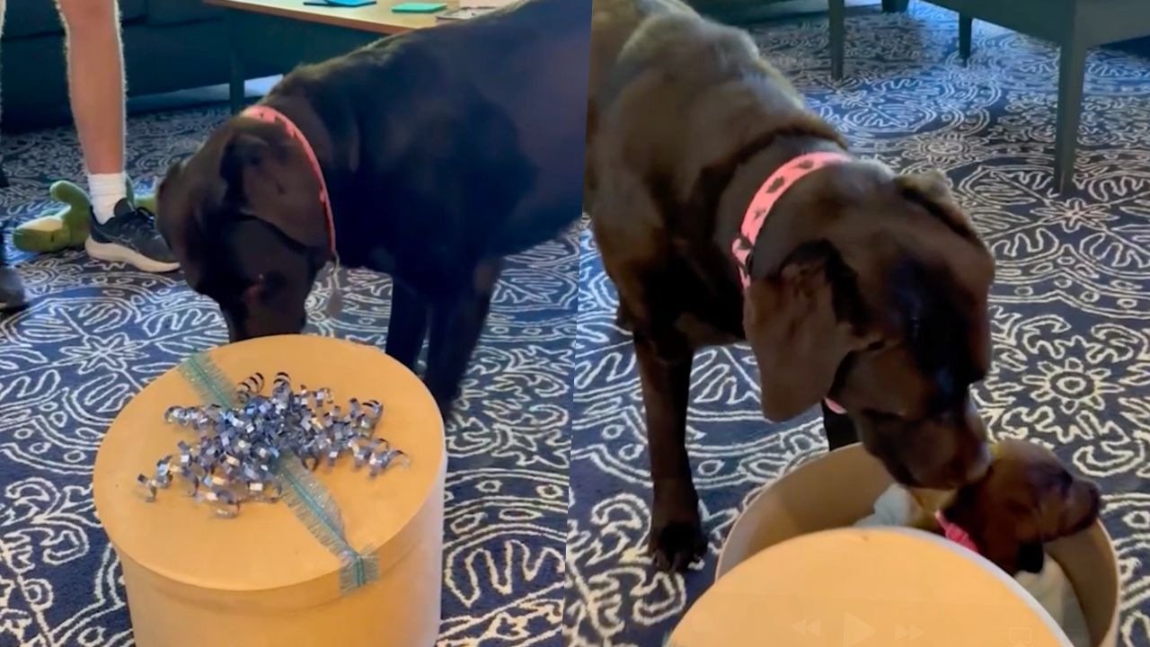 Lonely labrador opens box to discover new puppy best friend | Happily ...