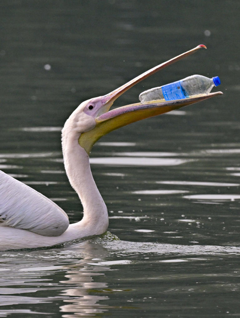 Aravallis on trial: When law protects profit, not life