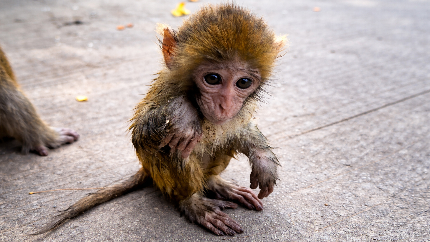 This funny little monkey got soaked!