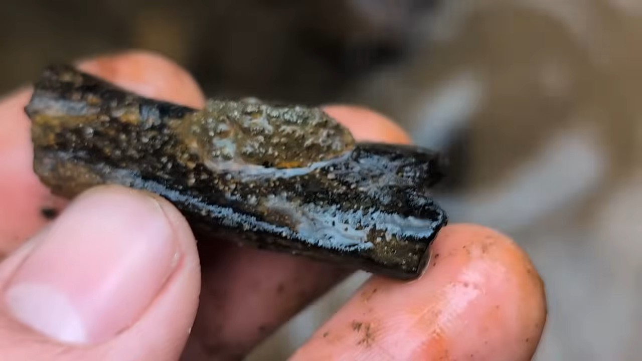 Finding fossils that once lived in Earth’s ancient seas