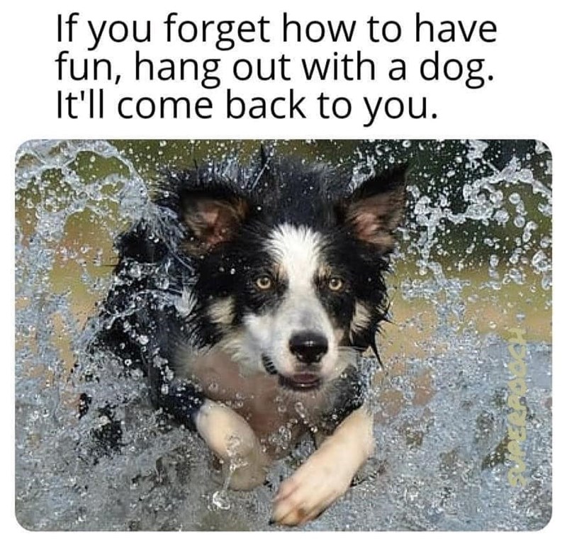 26 floofy dog funnies for fun loving pawrents with fluffy doggo friends