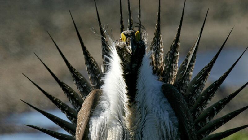 Feds revise greater sage grouse plan, rekindling fight over declining ...