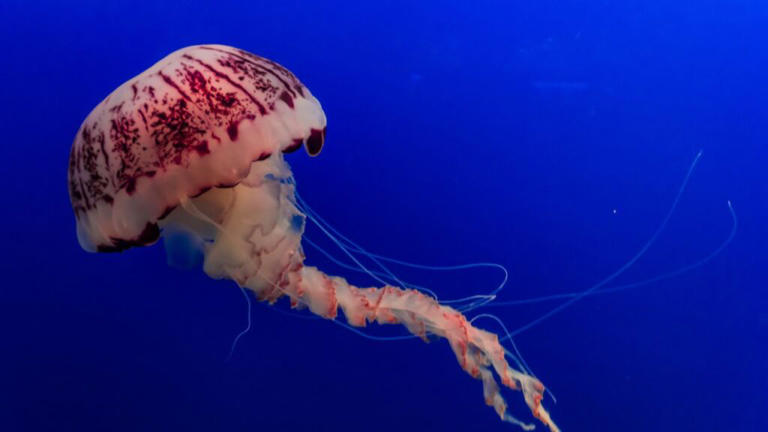 Why peeing on a jellyfish sting is not the smart move