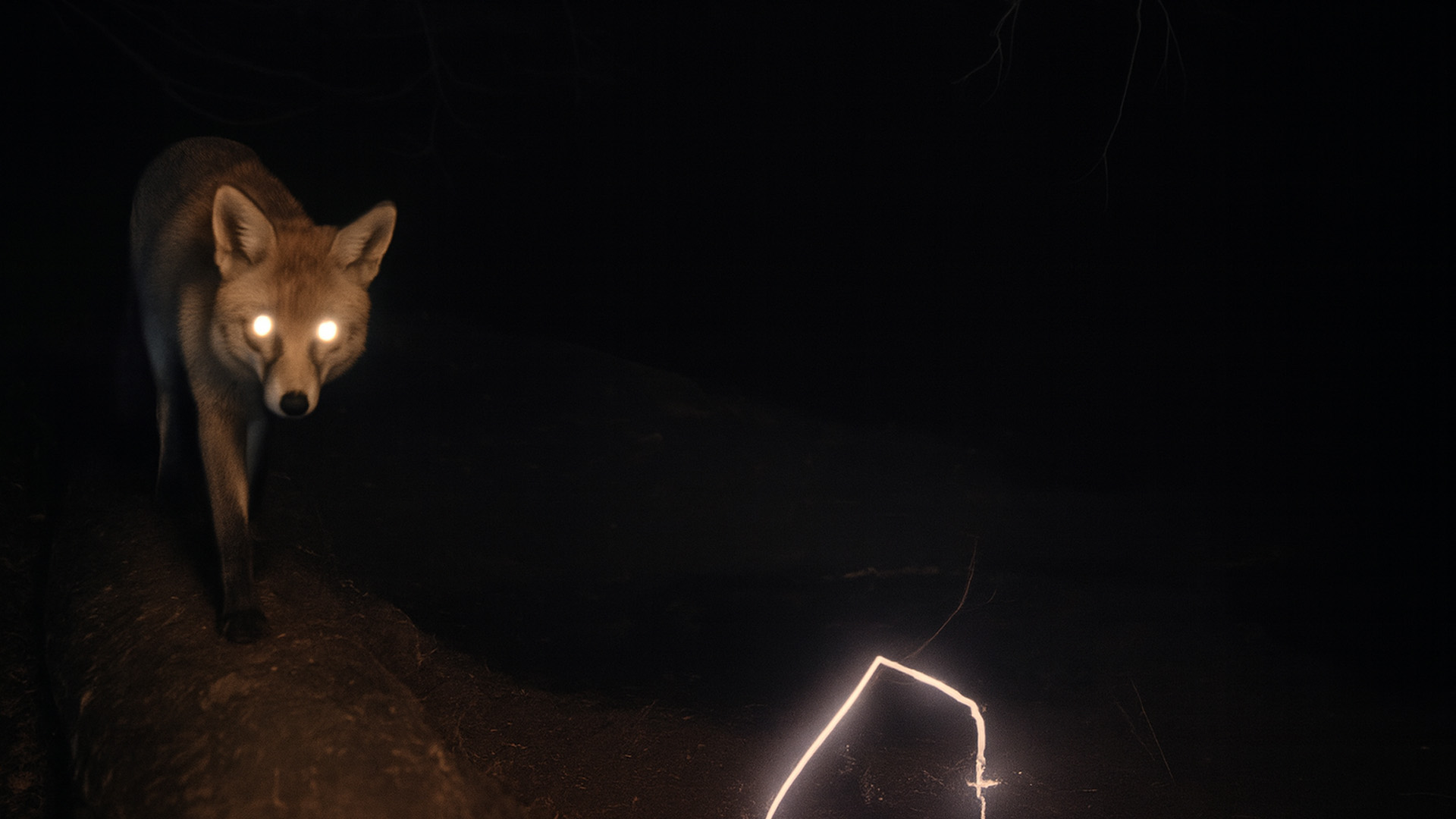 My trail camera captured this moment by the river