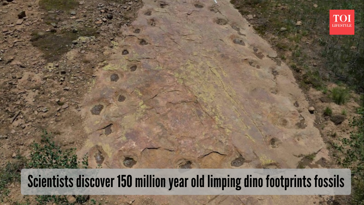 World's only limping dino trackway: Rare 150 million-year-old dinosaur ...