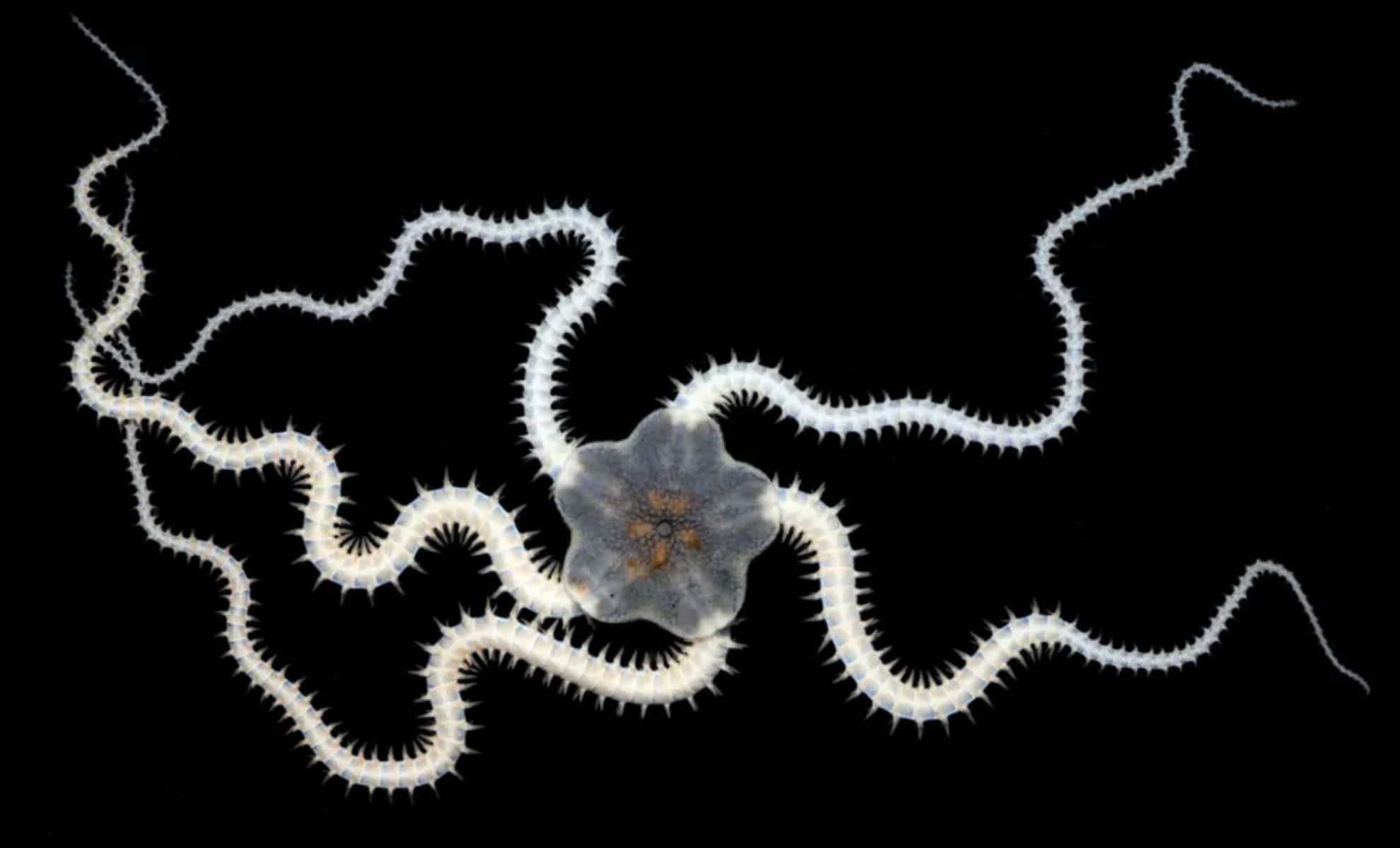 Scientists just mapped 788 deep-sea species, but they might not survive