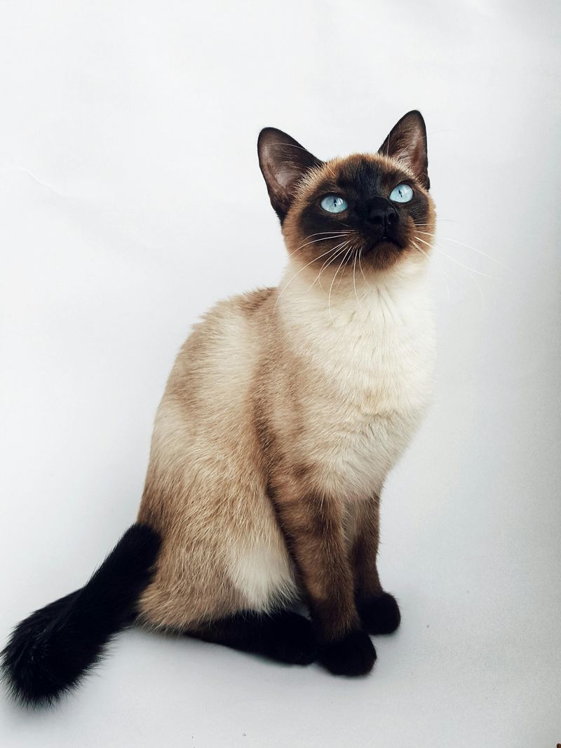 The 8 loyal cat breeds that will keep you company during the apocalypse