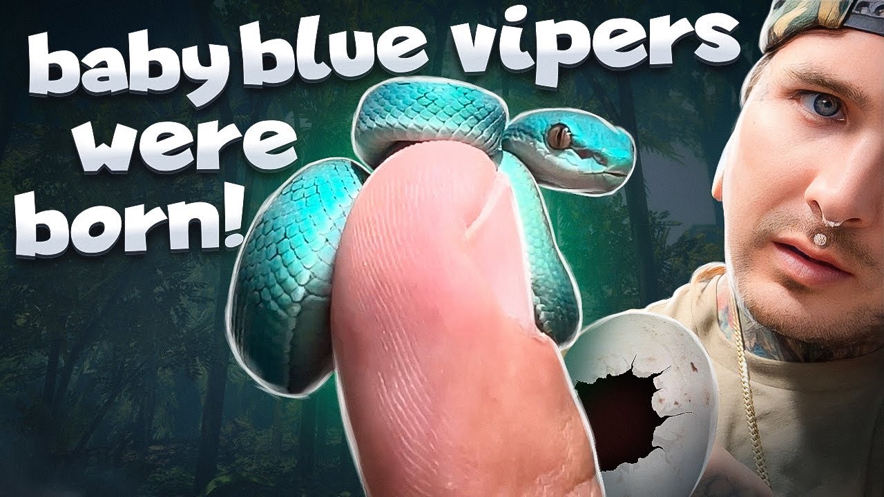 Baby bright blue vipers are here!