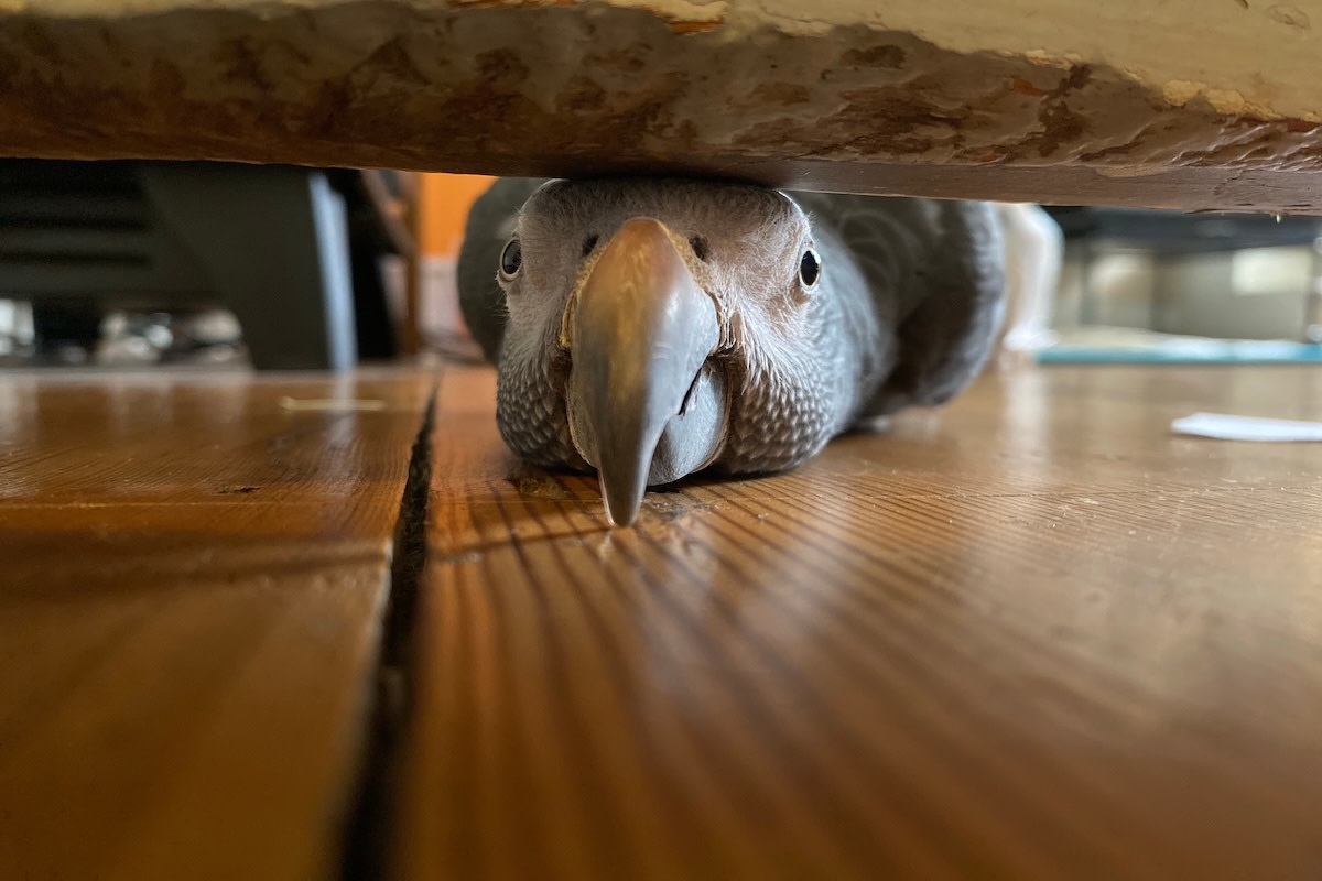 African grey parrot’s wake-up call for mom is too funny