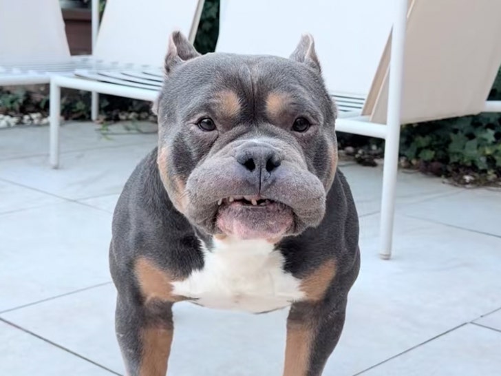 Beloved dog influencer Raffie dies suddenly on Christmas Eve