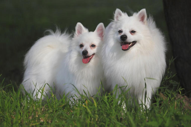 4 características do cachorro da raça volpino italiano