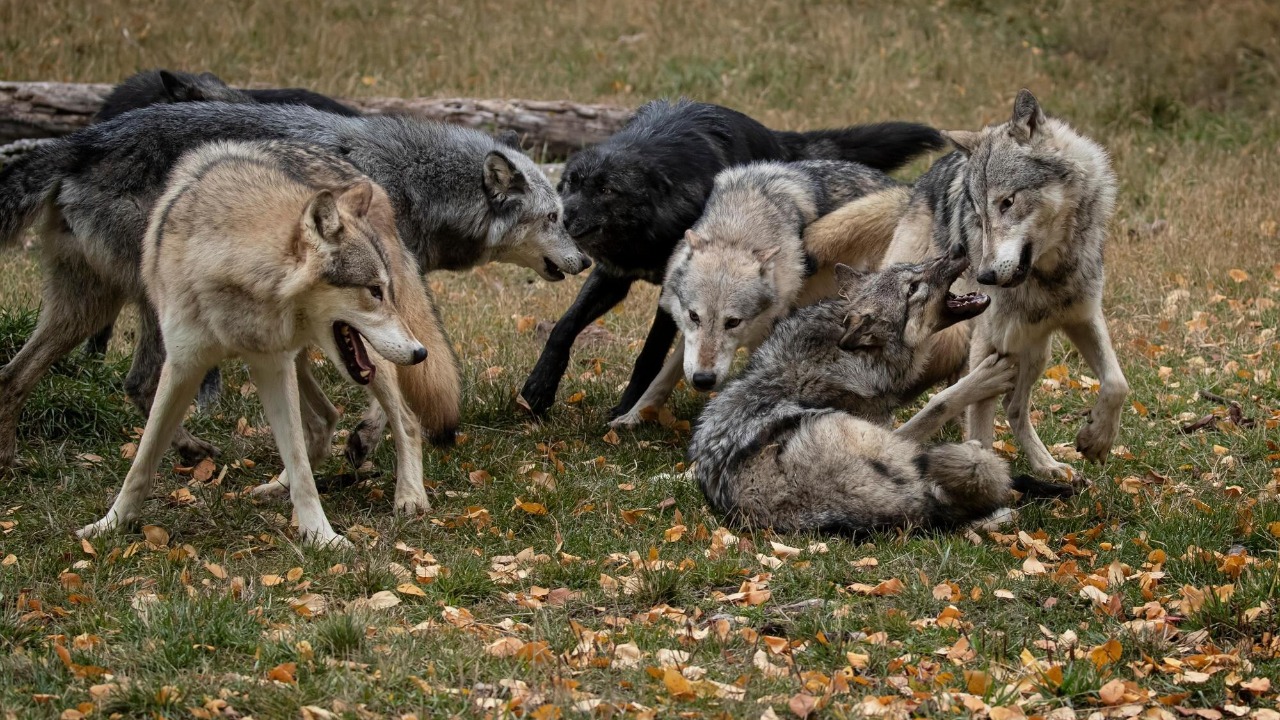 5,000-year-old wolves on remote island upend domestication theory