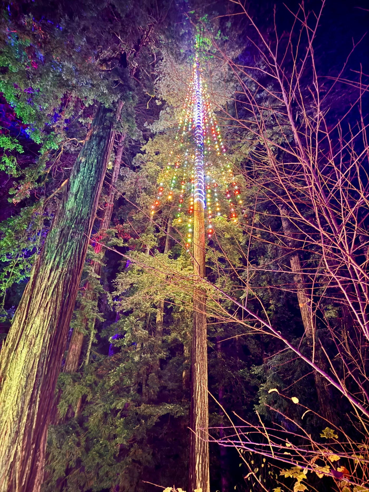 Zoo Lights experience avoids winter weather pitfalls