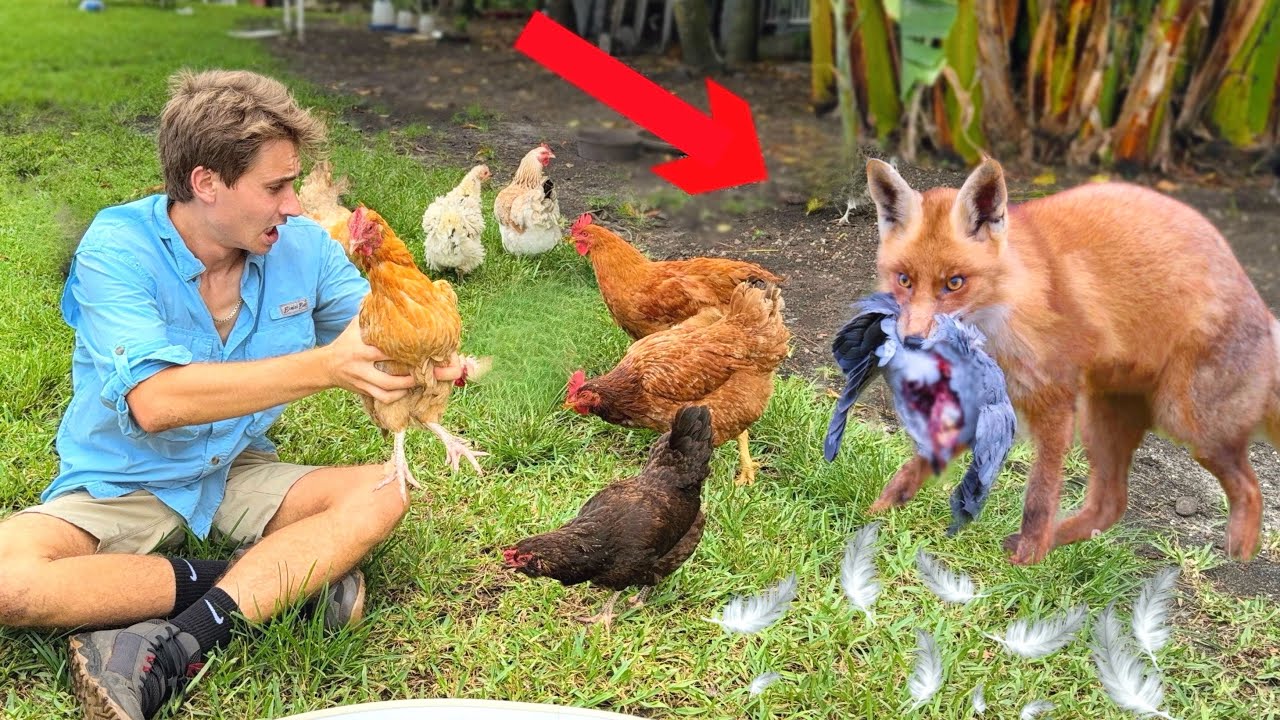 The truth behind our missing chickens!