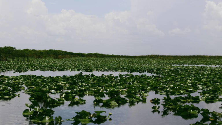 Can you hike in Everglades National Park? What to know